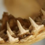 What is a Fly Fishing Leader and Tippet? - Guide Recommended