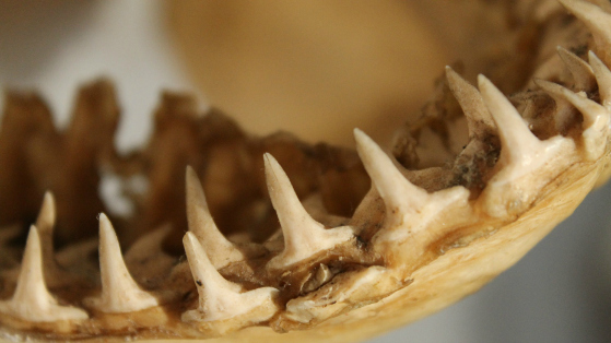 Do trout have teeth? | Guide Recommended