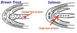 Do trout have teeth? - Guide Recommended
