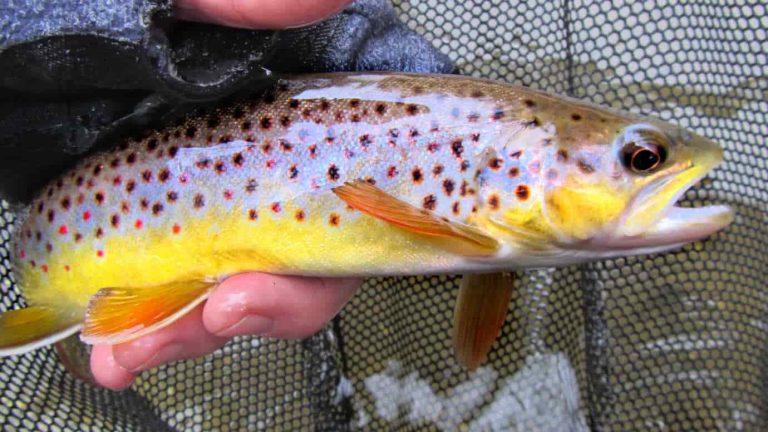 What is a Furled Leader for Fly Fishing? - Guide Recommended