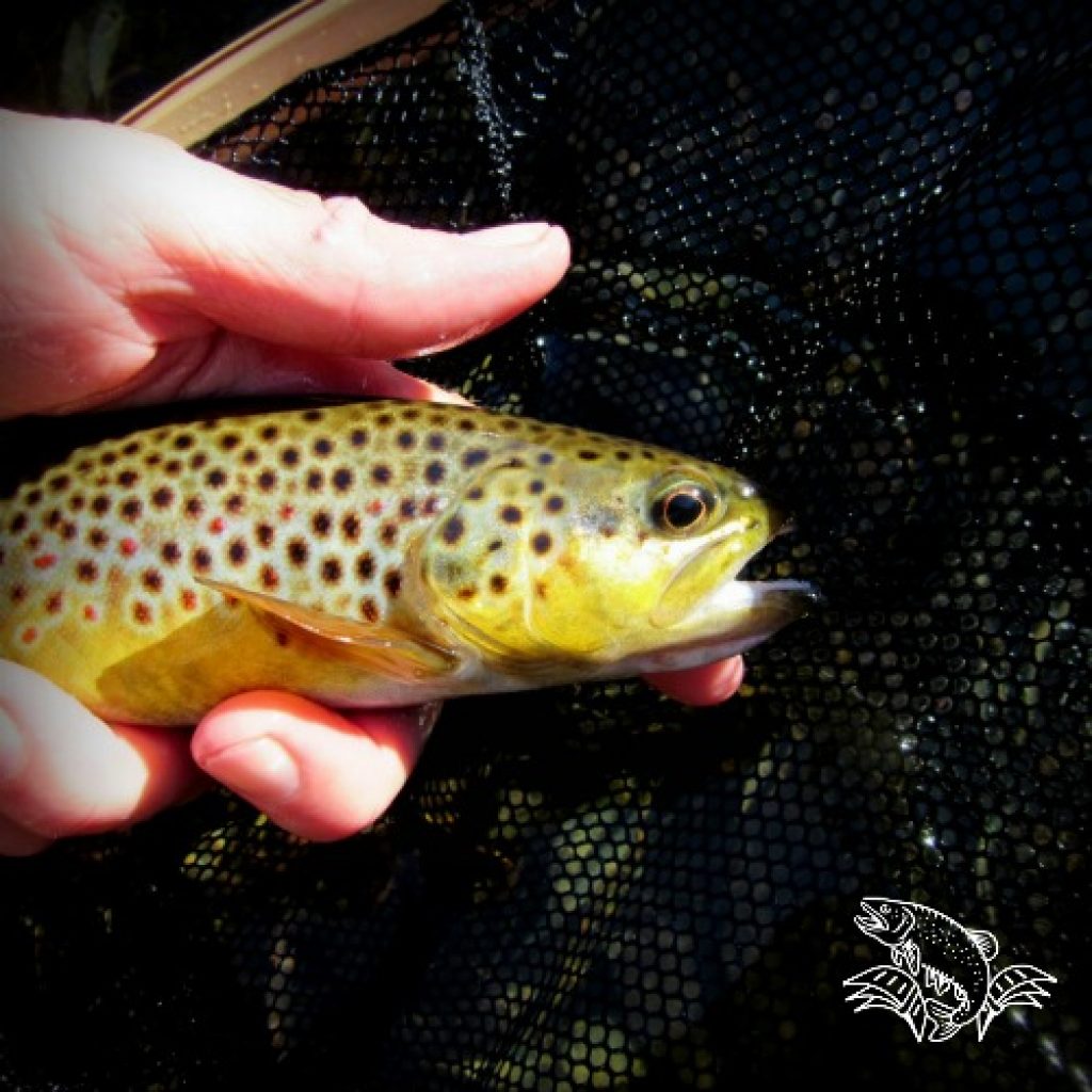 Essential Casting Techniques to Master Nymphing - Guide Recommended