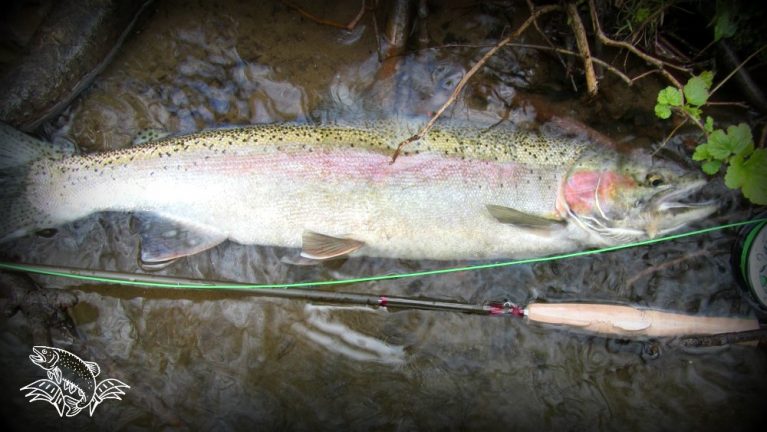 When to Fly Fish Using Nymphs and Putting it All Together - Guide ...