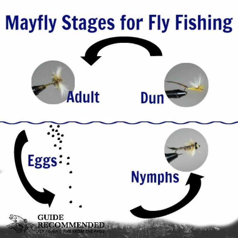How to Fly Fish with Nymphs (Setup, Flies and Techniques) - Guide ...