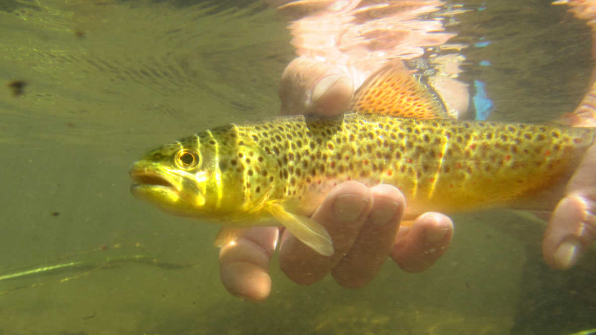 12 Best Places to Fly Fish in Michigan: Maps Included - Guide Recommended