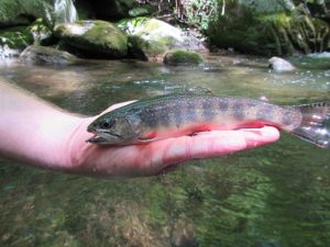 21 Places to Fly Fish in Oregon: MAPS INCLUDED - Guide Recommended