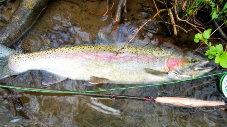 11 Best Places to Fly Fish in Michigan: Maps Included - Guide Recommended