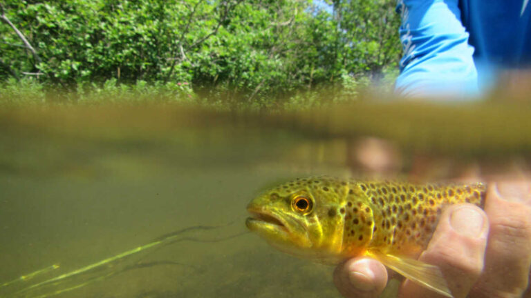 14 Best Places to Fly Fish in Wisconsin: Maps Included - Guide Recommended