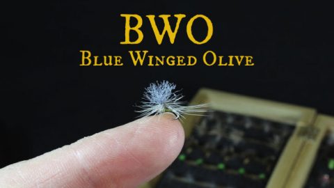 What is a BWO in Fly Fishing + How to fish with a BWO - Guide Recommended