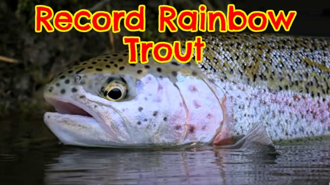 What is the Biggest Rainbow Trout Ever Caught? (with Maps and Tips ...