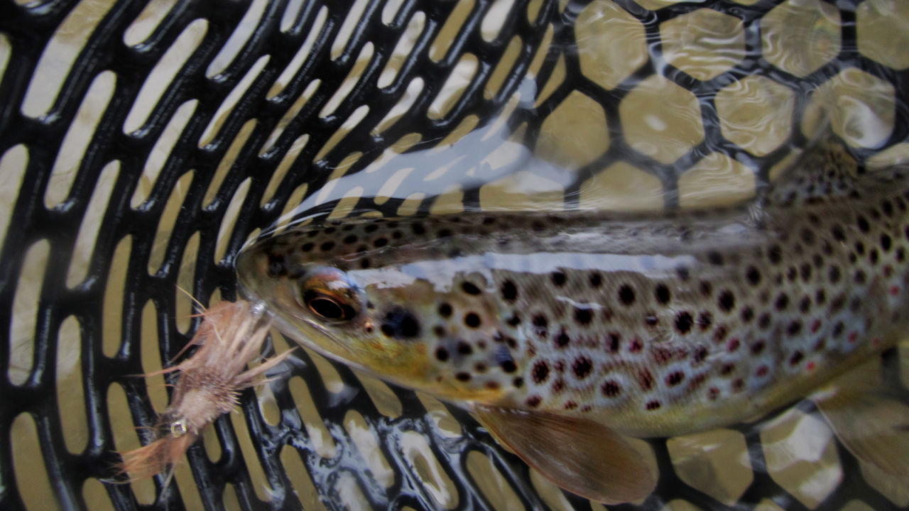 Fly Fishing with the Muddler Minnow (Learn How to Fish it Deep and Dry ...