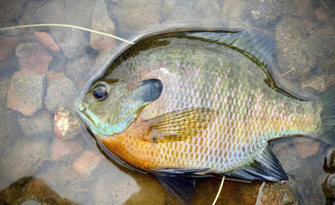 How to Fly Fish for Bluegills (Plus a KILLER Fly to Try!) - Guide ...