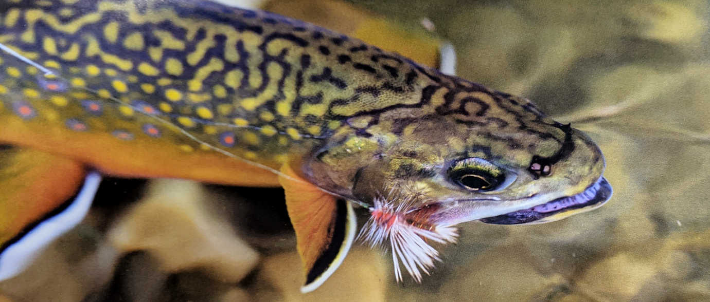 Wild Trout vs Stocked (How to Tell the Difference) - Guide Recommended