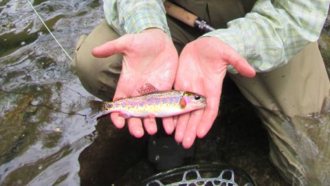 Fly Fishing Entomology - Bugs that Catch Trout - Guide Recommended