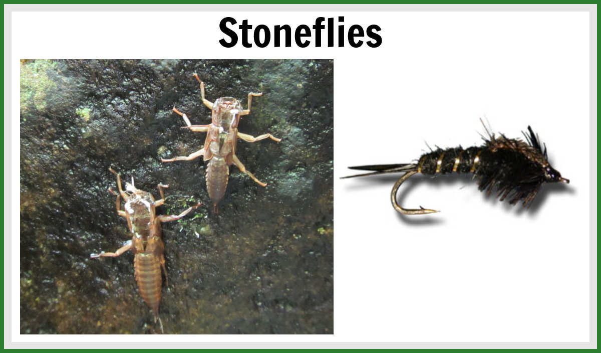 Fly Fishing Entomology - Bugs that Catch Trout - Guide Recommended