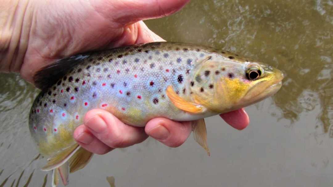 15 Must Have Midge Patterns That Catch Fish - Guide Recommended