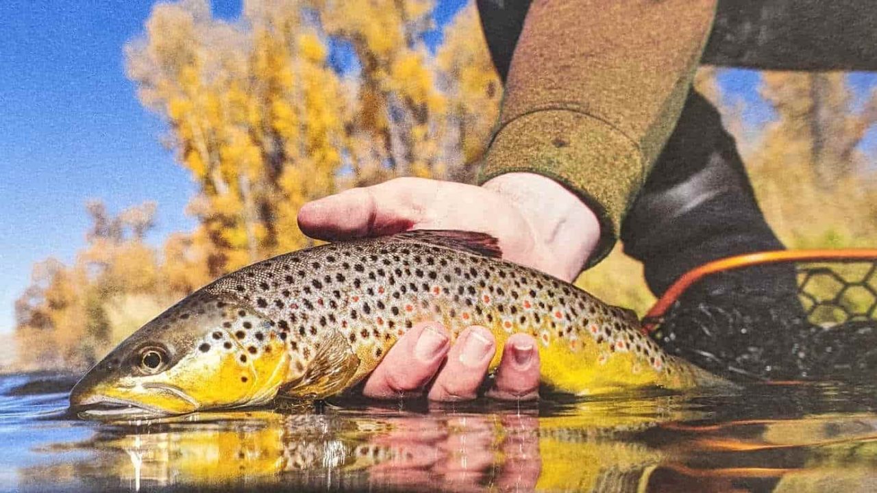10 Best Places to Fly Fish in Illinois (Maps, Flies and Fly Shops ...