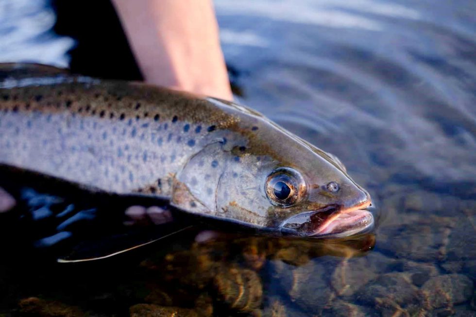 How to Hold a Trout (With 5 Tips for Proper Fish Handling) - Guide ...