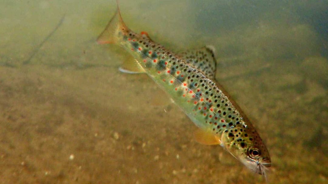 Where to Fly Fish on the Beaverkill River (with MAPS and More) - Guide ...