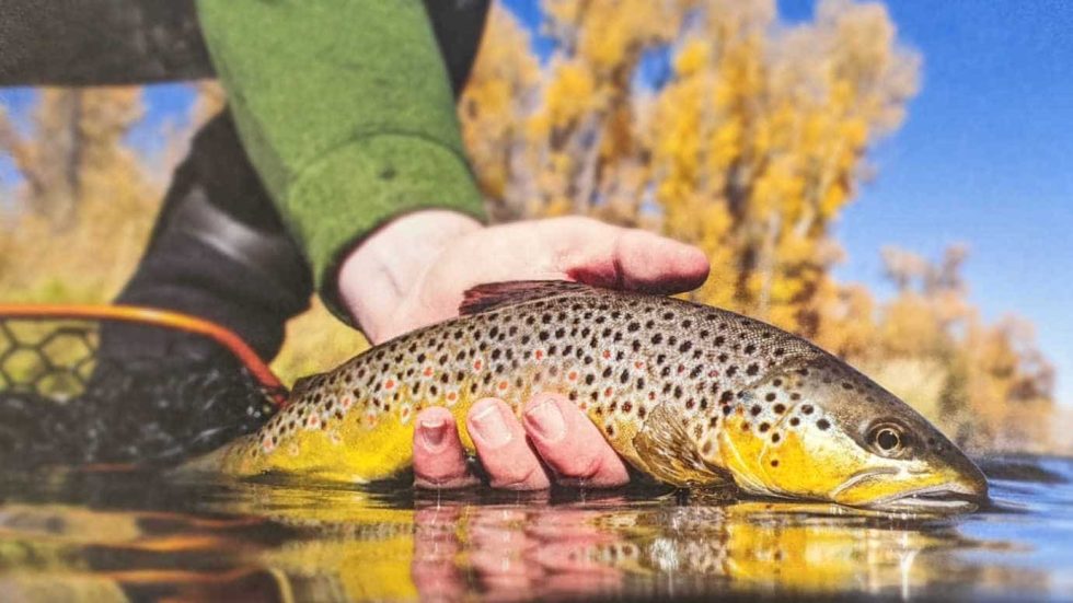 Where to Fly Fish on the Beaverkill River (with MAPS and More) - Guide ...