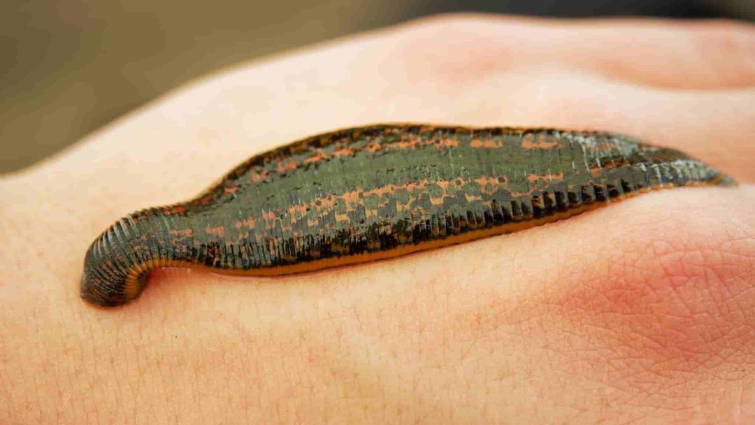 The Best Leech Fly Pattern I Could Find - Guide Recommended