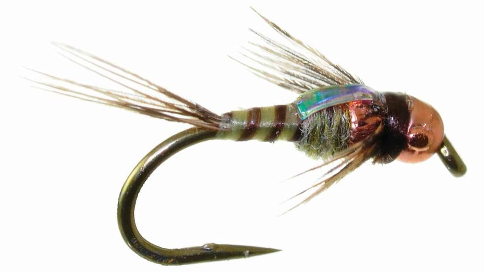 Everything You Need to Know About Baetis Nymph - Guide Recommended