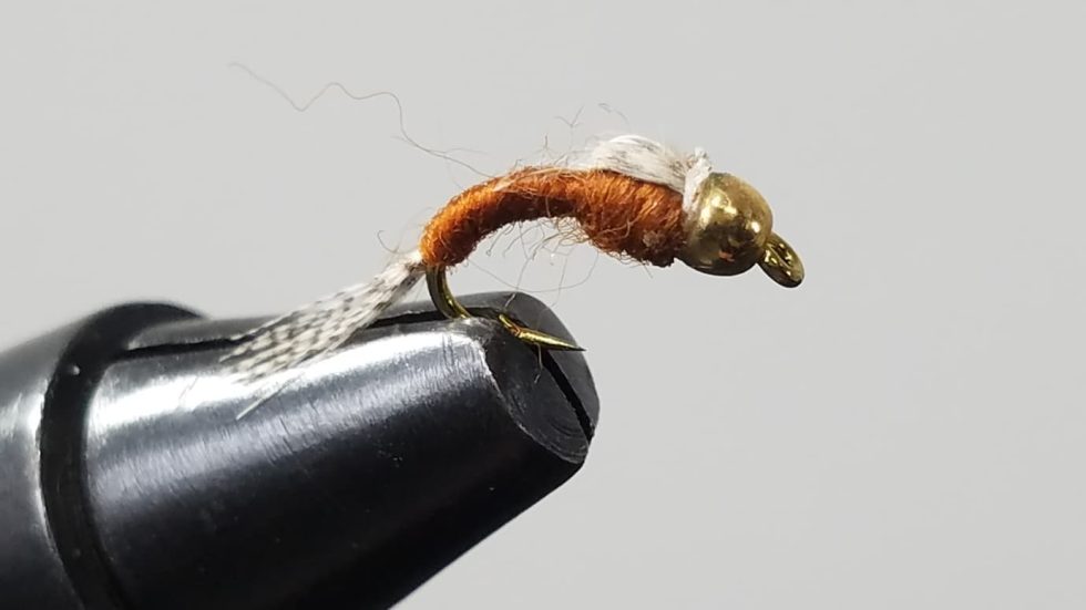 Everything You Need to Know About Baetis Nymph - Guide Recommended