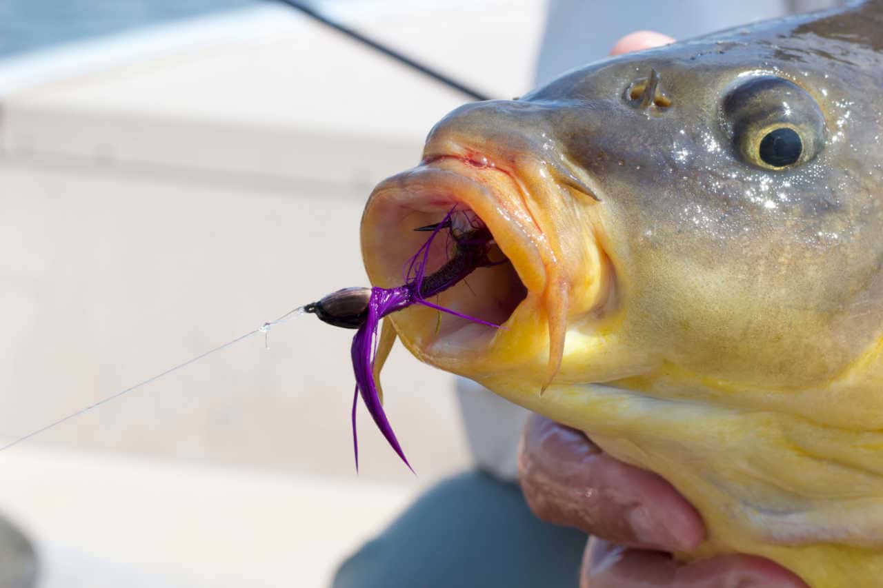 The Best Leech Patterns For Trout And Great Fishing - Guide Recommended
