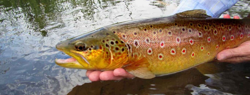 How To - Guide Recommended