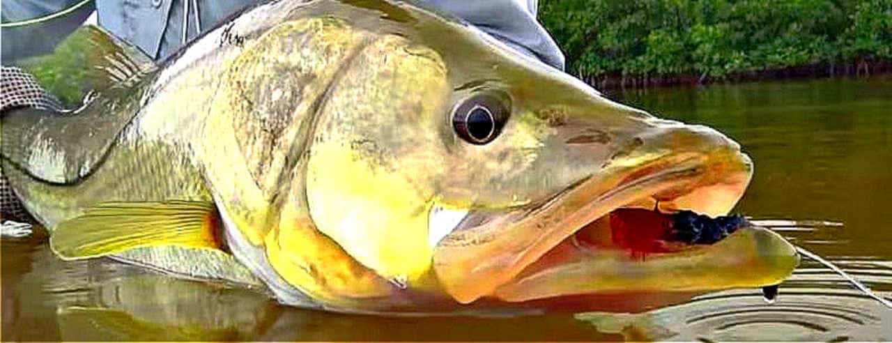 How to Fly Fish for Snook (Setup, Flies, and More) - Guide Recommended
