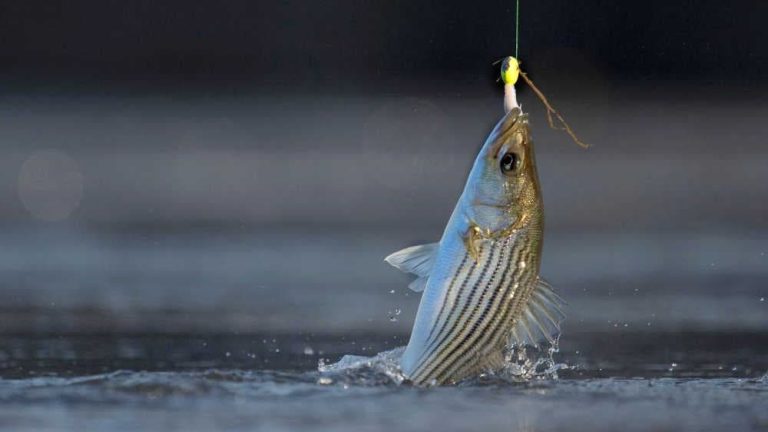 How to Fly Fish for Striped Bass (Setup, Flies, and More) - Guide ...