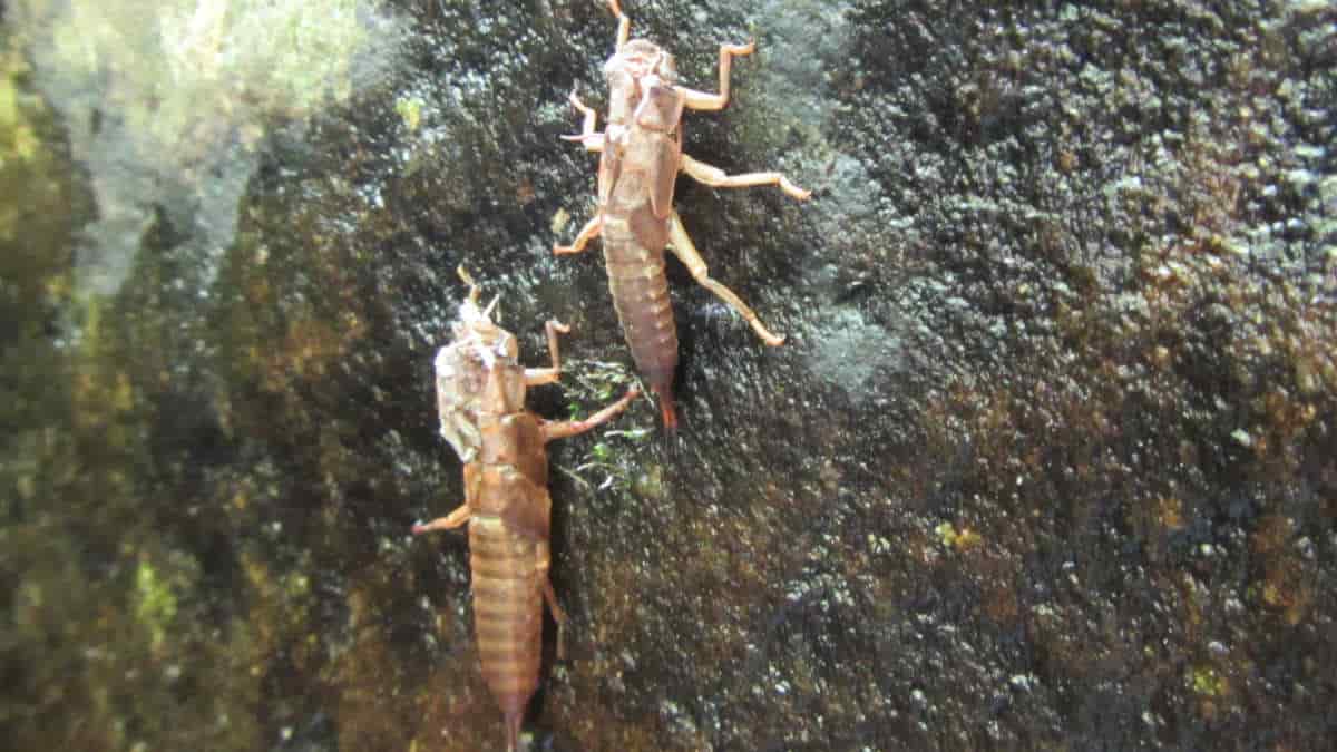 10 Best Stonefly Patterns (Nymphs, Dries with an Easy Fly to Tie ...