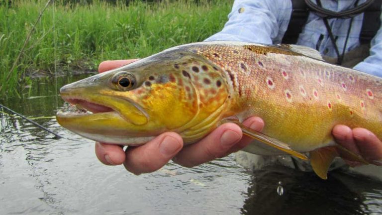 What's the Best Time of Year to Fish in Colorado - Guide Recommended