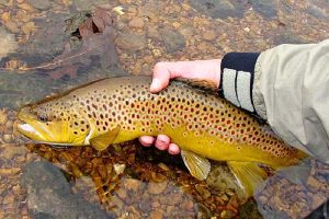 What is Dapping in Fly Fishing: a Pocket Water Technique - Guide ...