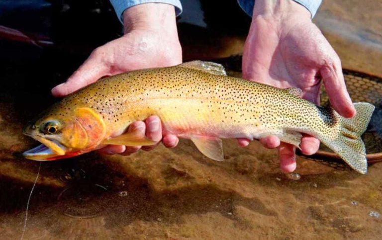 Where to Fly Fish on the Snake River Wyoming (Maps, Flies and Technique ...