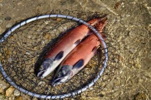 Everything You Need to Know About Kokanee Salmon Colorado - Guide Recommended
