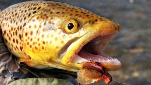 Where to Fly Fish on the Salt River WY (Maps, Flies and Technique ...