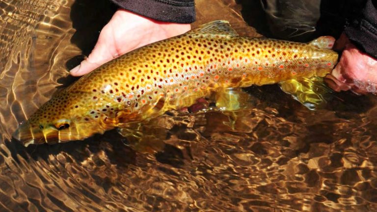 What is Dapping in Fly Fishing: a Pocket Water Technique - Guide ...