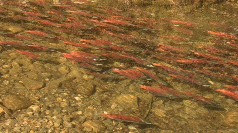 Where to Fly Fish on the Gunnison River CO (Maps, Flies and Technique ...