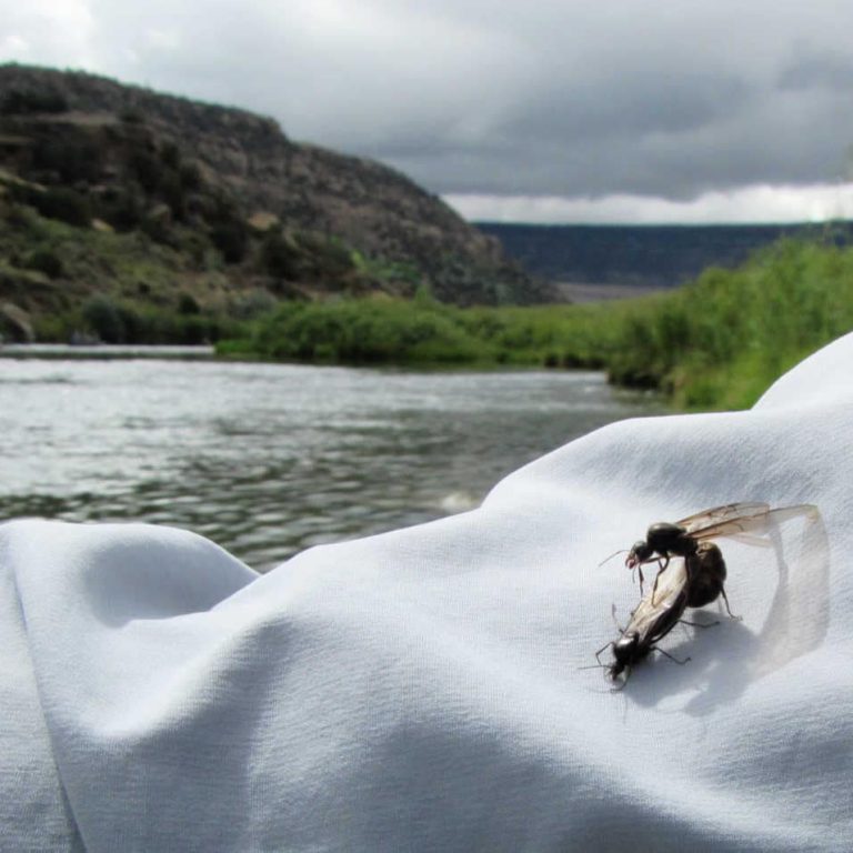 Where to Fly Fish on the San Juan River, New Mexico (Maps, Flies and ...