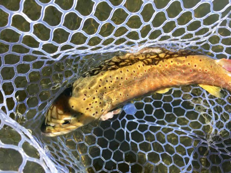 14 Best Places to Fly Fish in Wisconsin: Maps Included - Guide Recommended