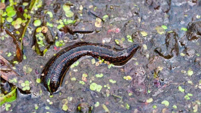 The Best Leech Patterns For Trout And Great Fishing - Guide Recommended