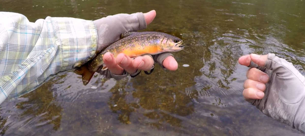 Can You Fly Fish in Windy Conditions? (7 Tips to Cast in Wind) - Guide ...