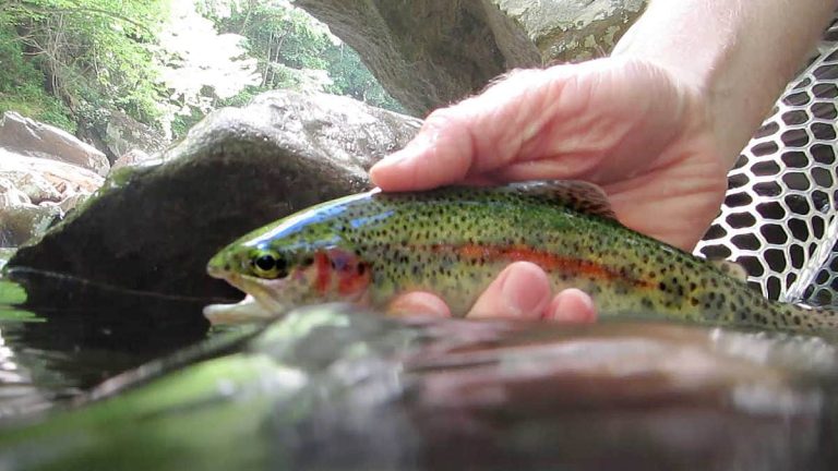 Complete Guide to Fishing and Tying the Griffith’s Gnat – Guide Recommended