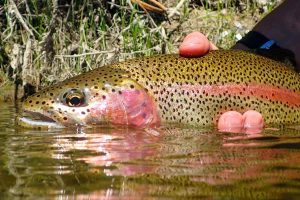 15 Best Places to Fly Fish in California: MAPS Included - Guide Recommended
