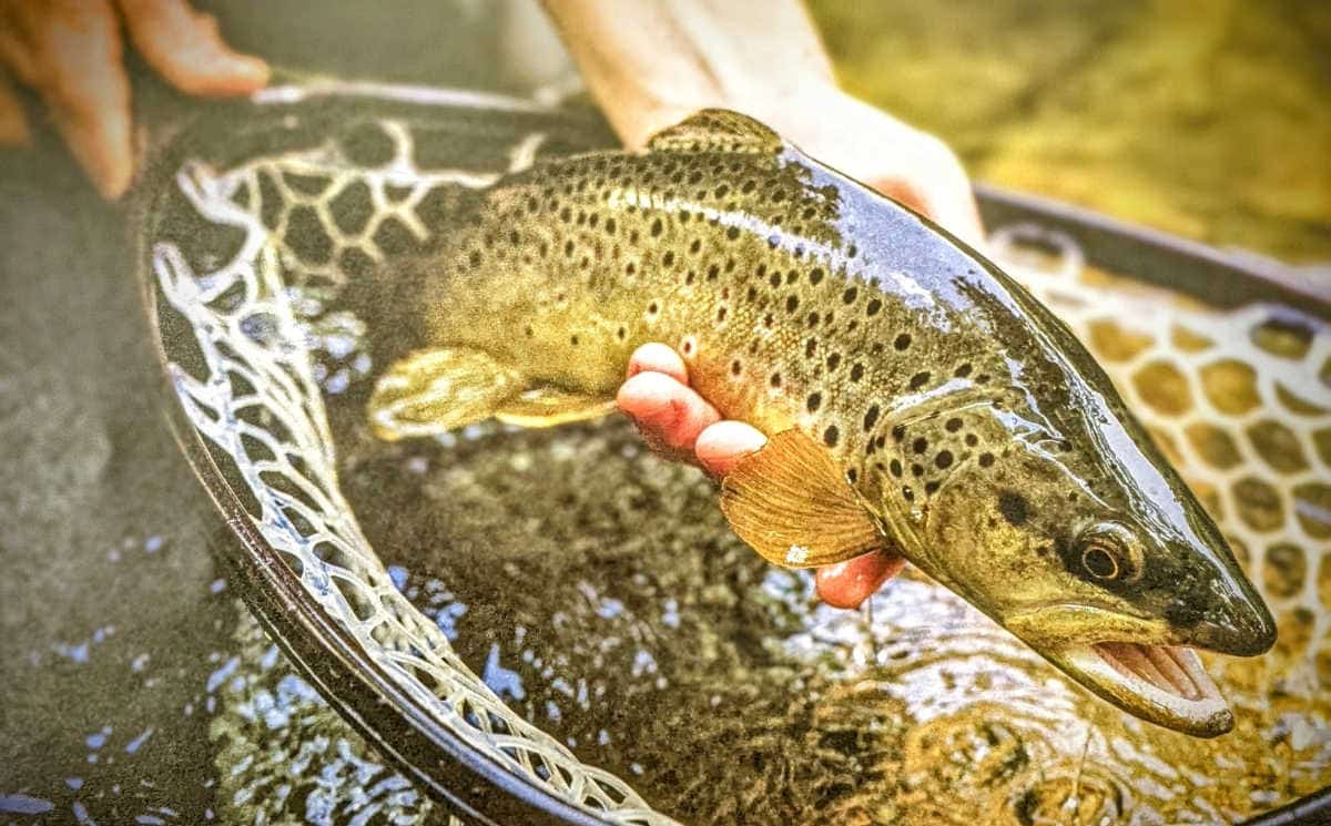 12 Best Places to Fly Fish in Michigan: Maps Included - Guide Recommended