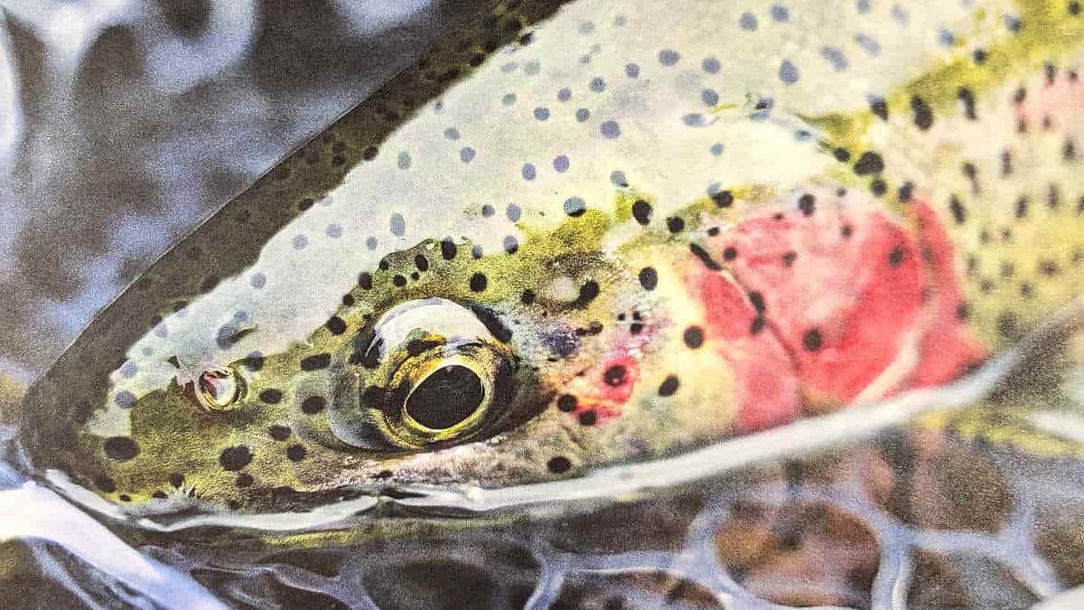 Guide to Fly Fishing on the Hiwassee River TN (Maps, Flies and ...