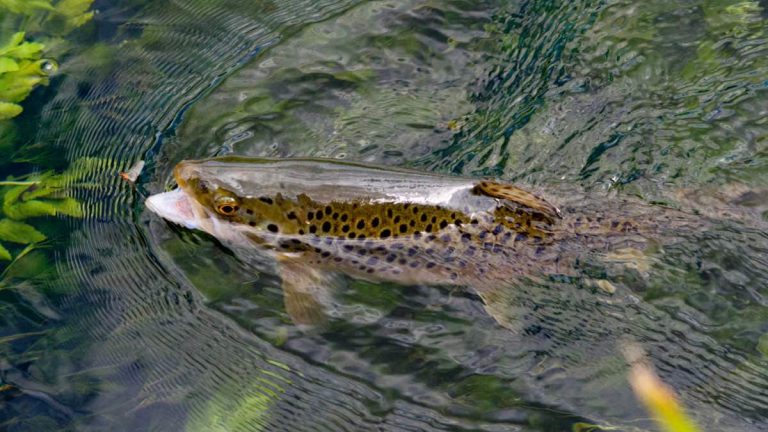 What is a Triploid Trout (Why are they so Big!) - Guide Recommended