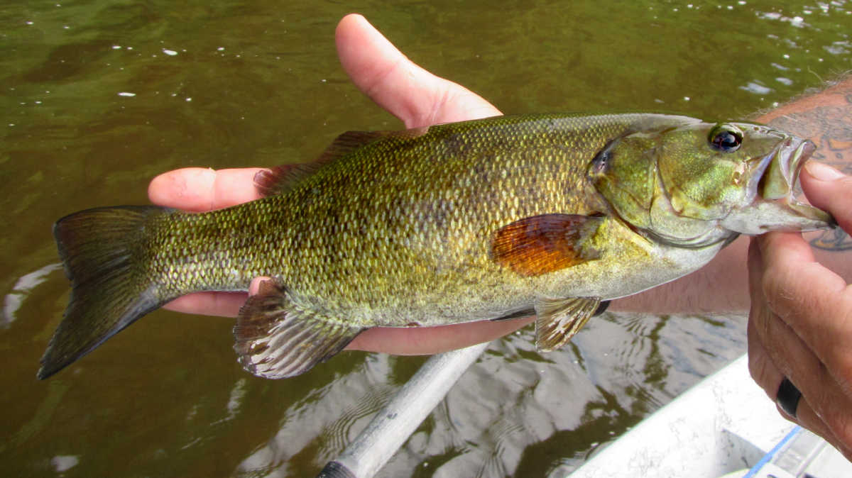 11 Best Places to Fly Fish in Arizona: MAPS INCLUDED - Guide Recommended