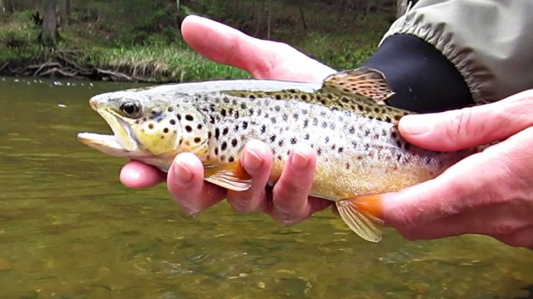 12 Best Places to Fly Fish in Michigan: Maps Included - Guide Recommended
