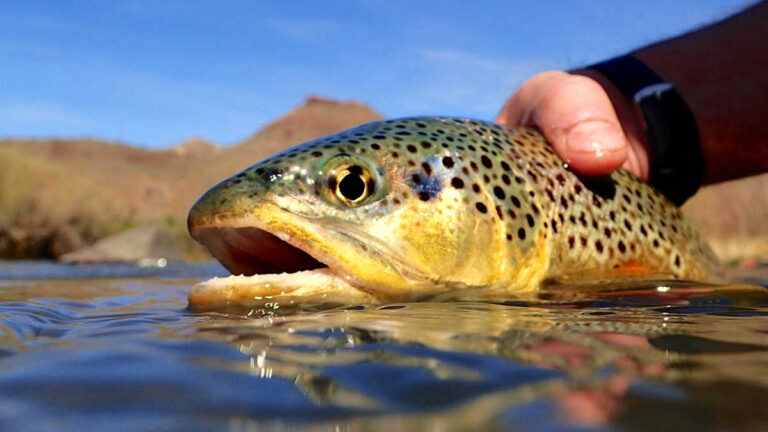 11 Best Places to Fly Fish in Arizona: MAPS INCLUDED - Guide Recommended